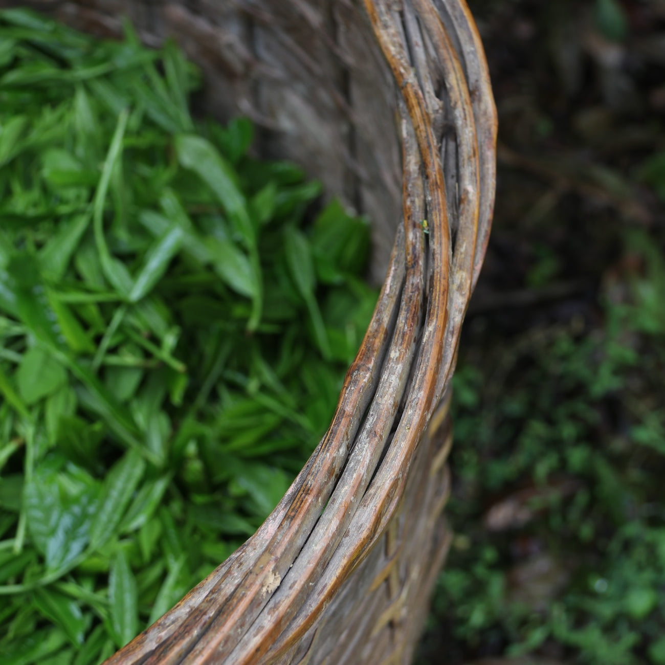 VIORI Blog – Viori