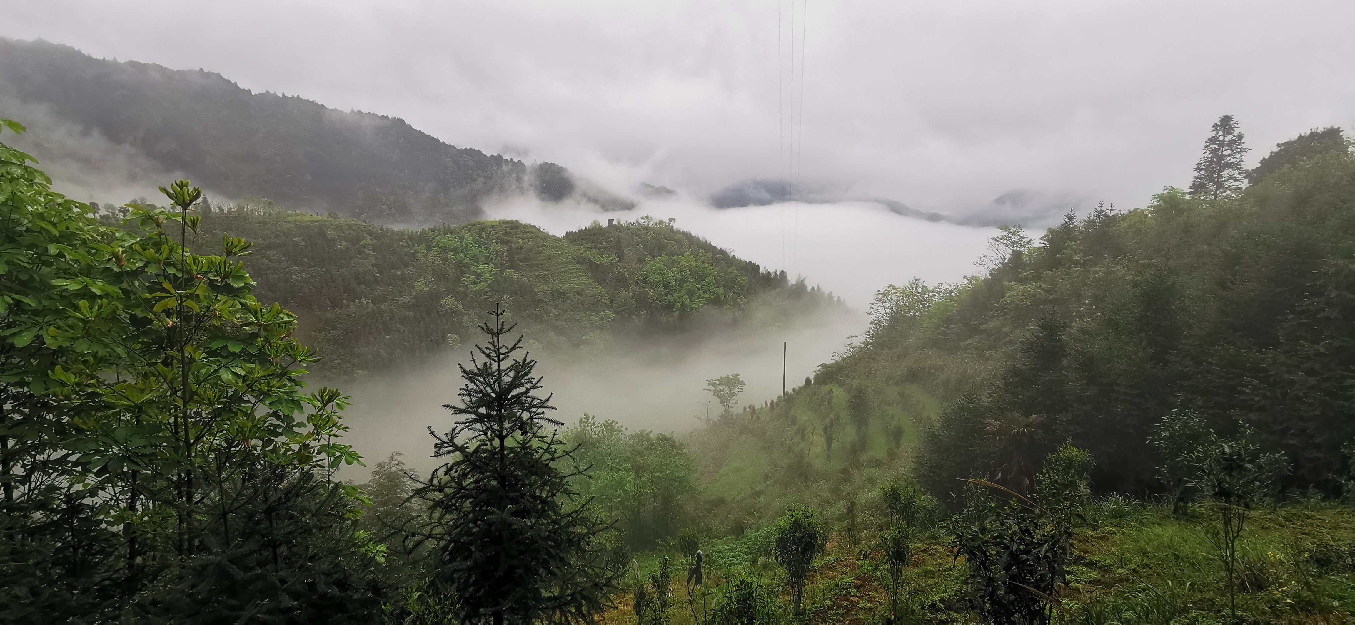 2 Ancient Tea Plantations Preserved – Viori