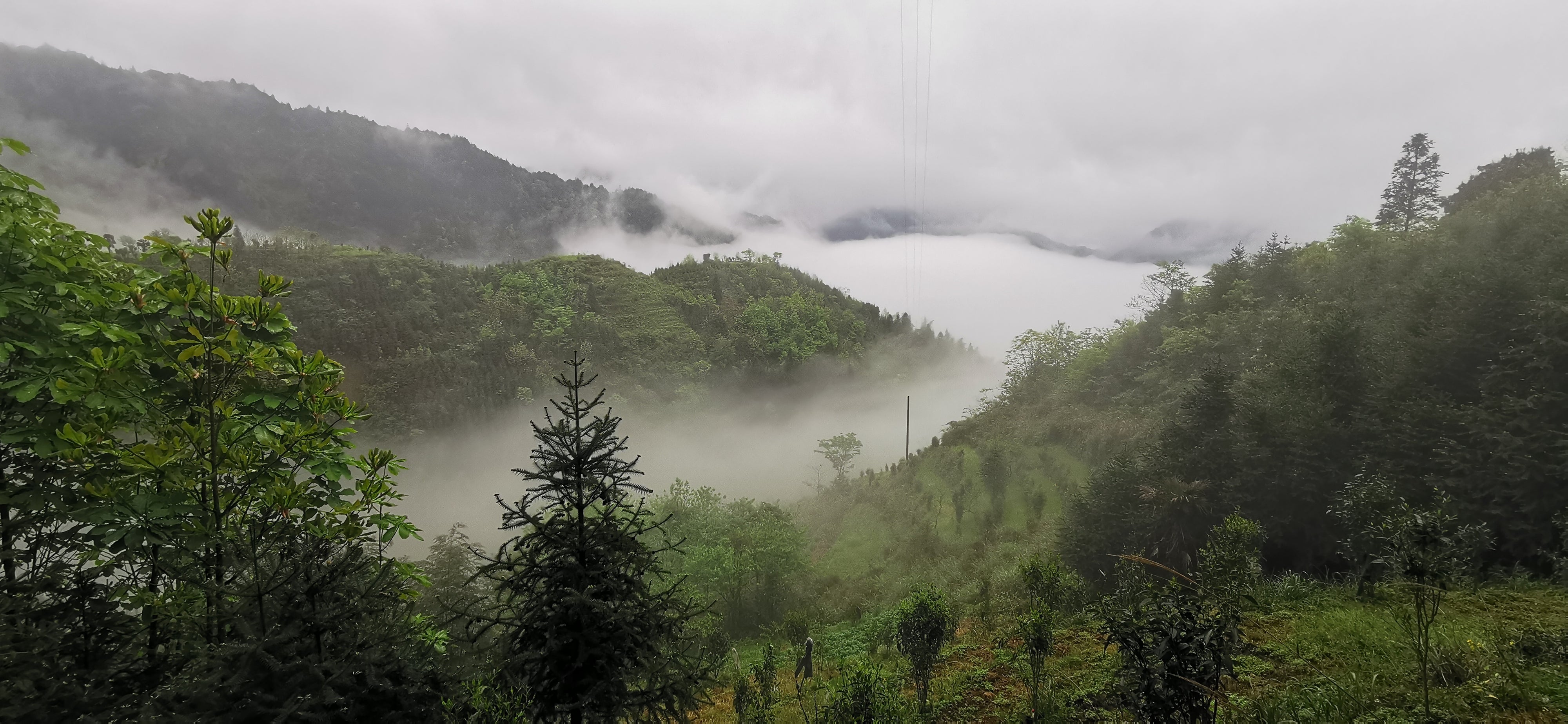 2 Ancient Tea Plantations Preserved – Viori